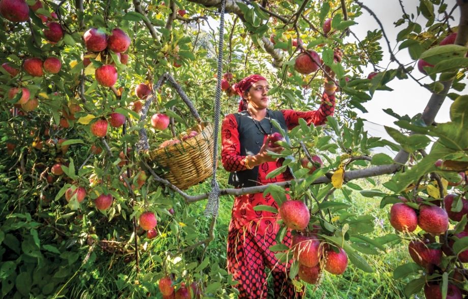 THE STATE OF AGRICULTURE IN HIMACHAL PRADESH: The Red of Shimla Apples ...